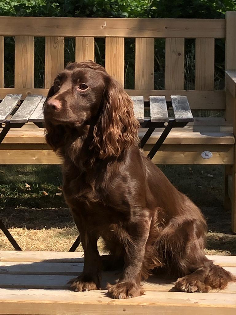 Gundog Breeders – Spaniels for Sale | Bournepark Gundogs