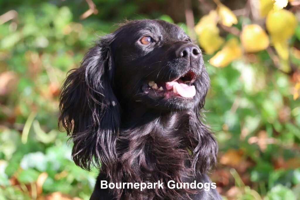 Breeding Dogs - Spaniels (Test 2024) - Bournepark Gundogs